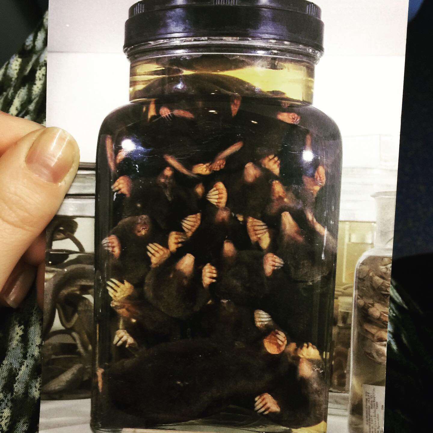 On the Jar of Moles – Sertraline Dreams